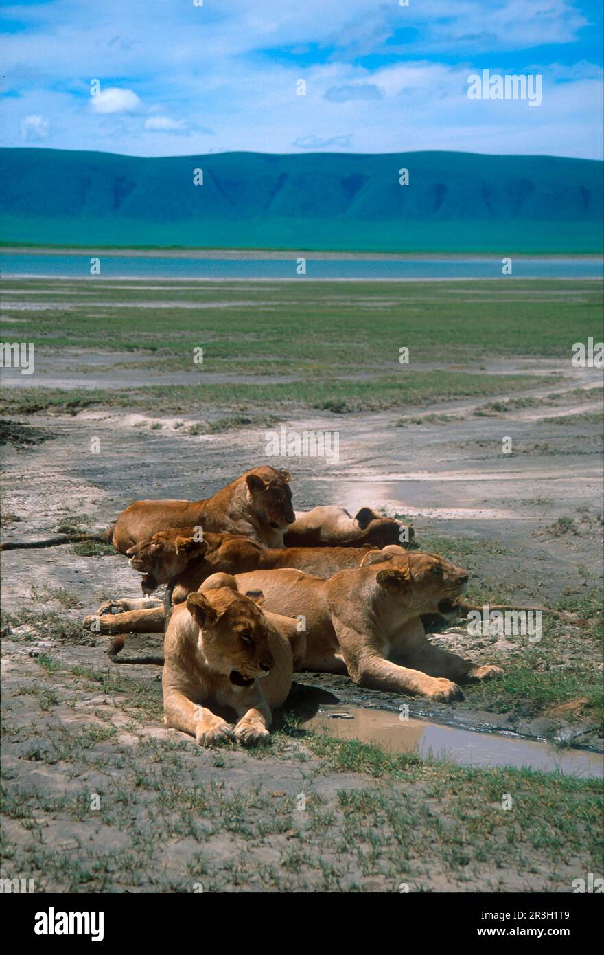 African Lion (Panthera leo) Niche Lioness, Lion, Lionesses, Predators ...