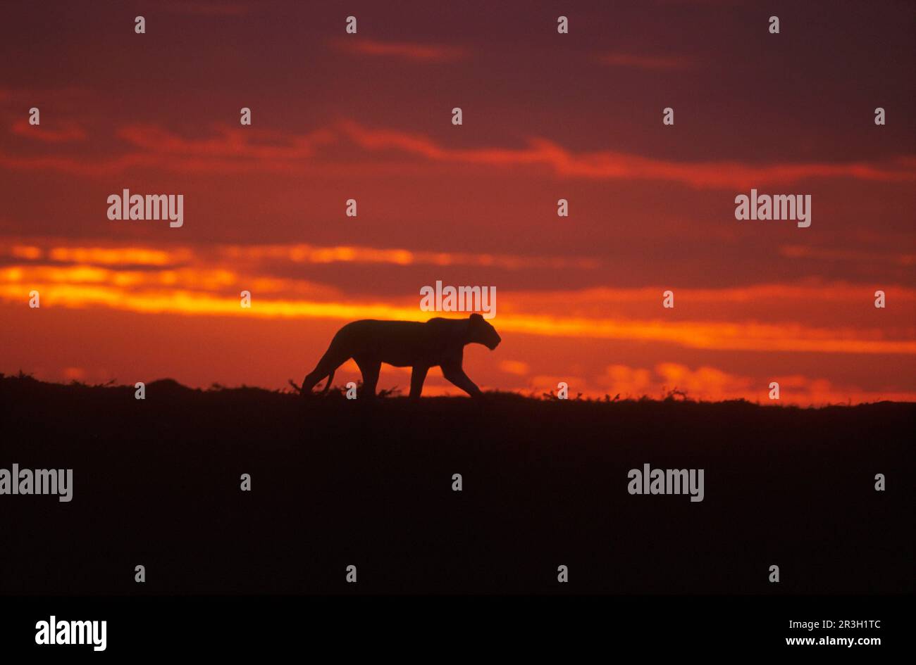 African Lion Niche Lioness Lion, Lions (Panthera leo), Predators ...
