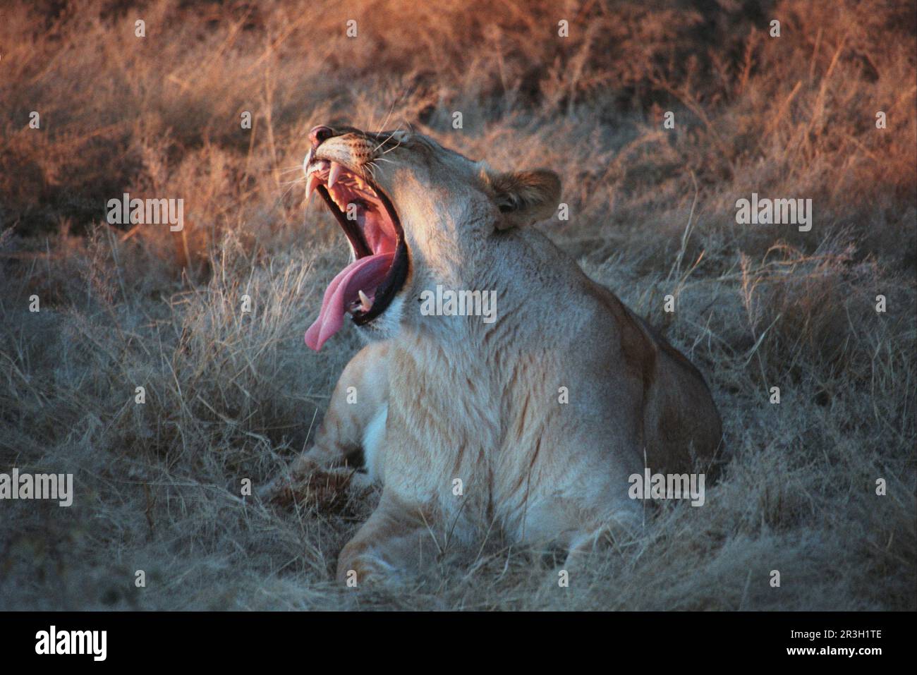 Snarling female african lion panthera leo hi-res stock photography and ...