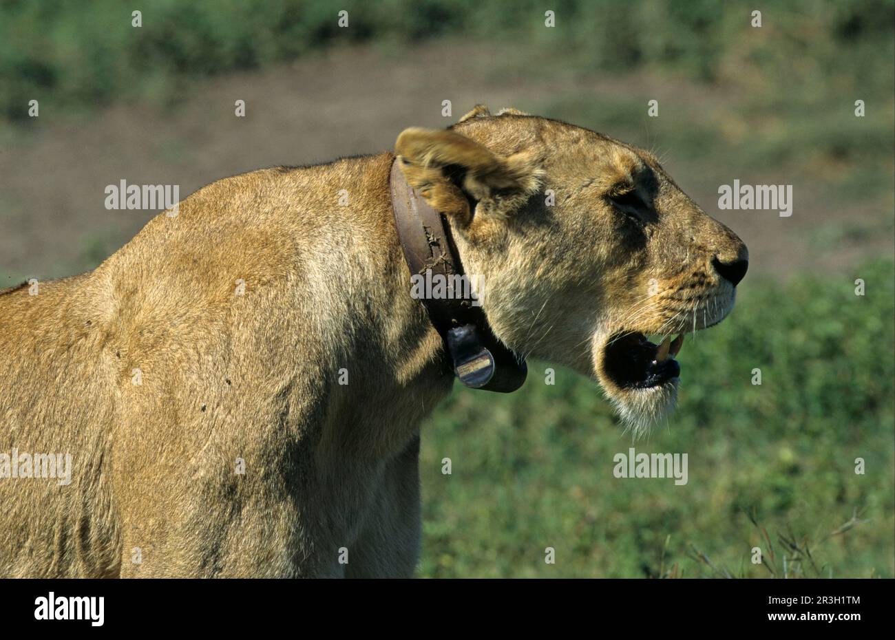 African Lion Niche Lioness, Lions (Panthera leo), Predatory cats ...