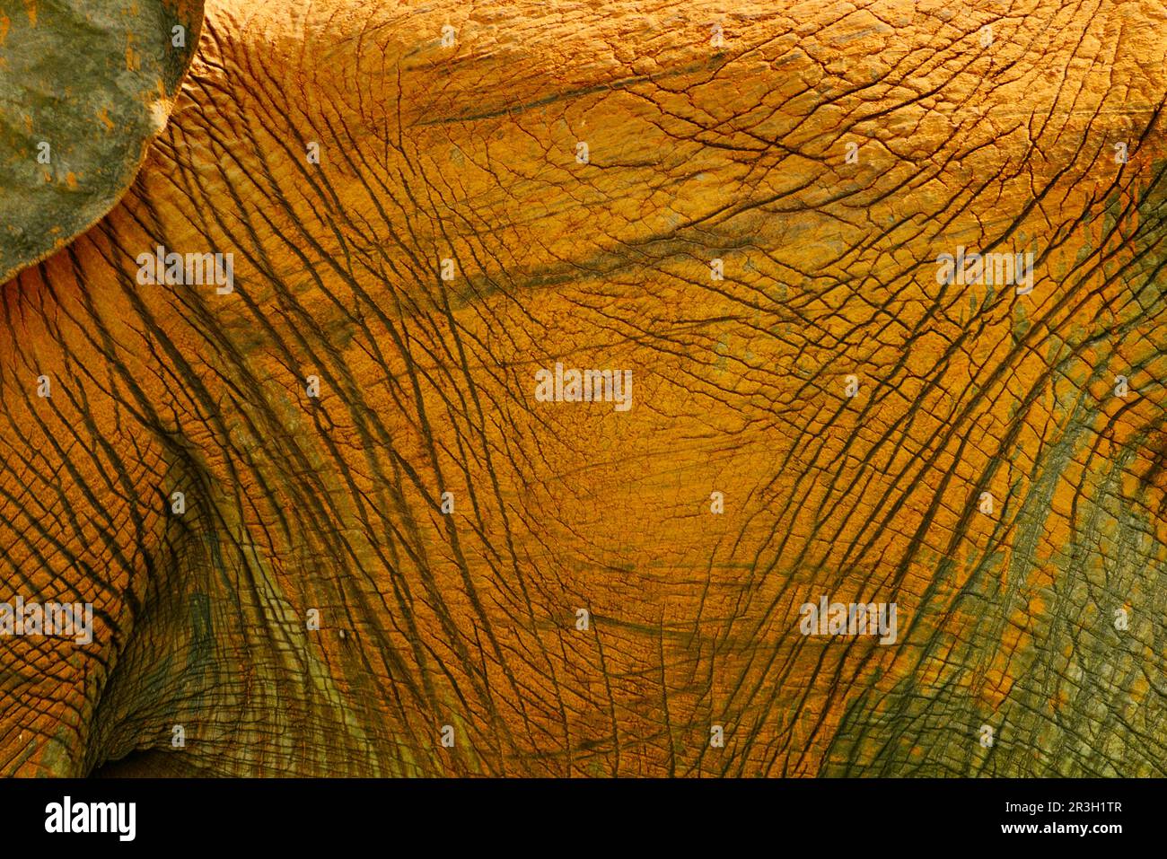 Elephantnian hi-res stock photography and images - Alamy