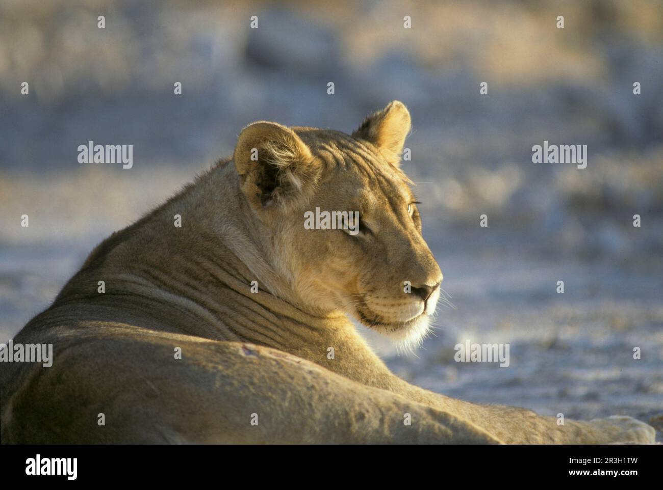 African Lion Niche Lioness Lion, Lions (Panthera leo), Predators ...
