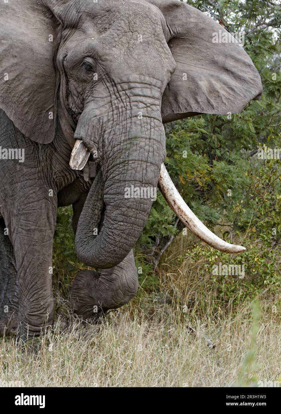 African elephant (Loxodonta africana) Elephant, elephants, mammals ...
