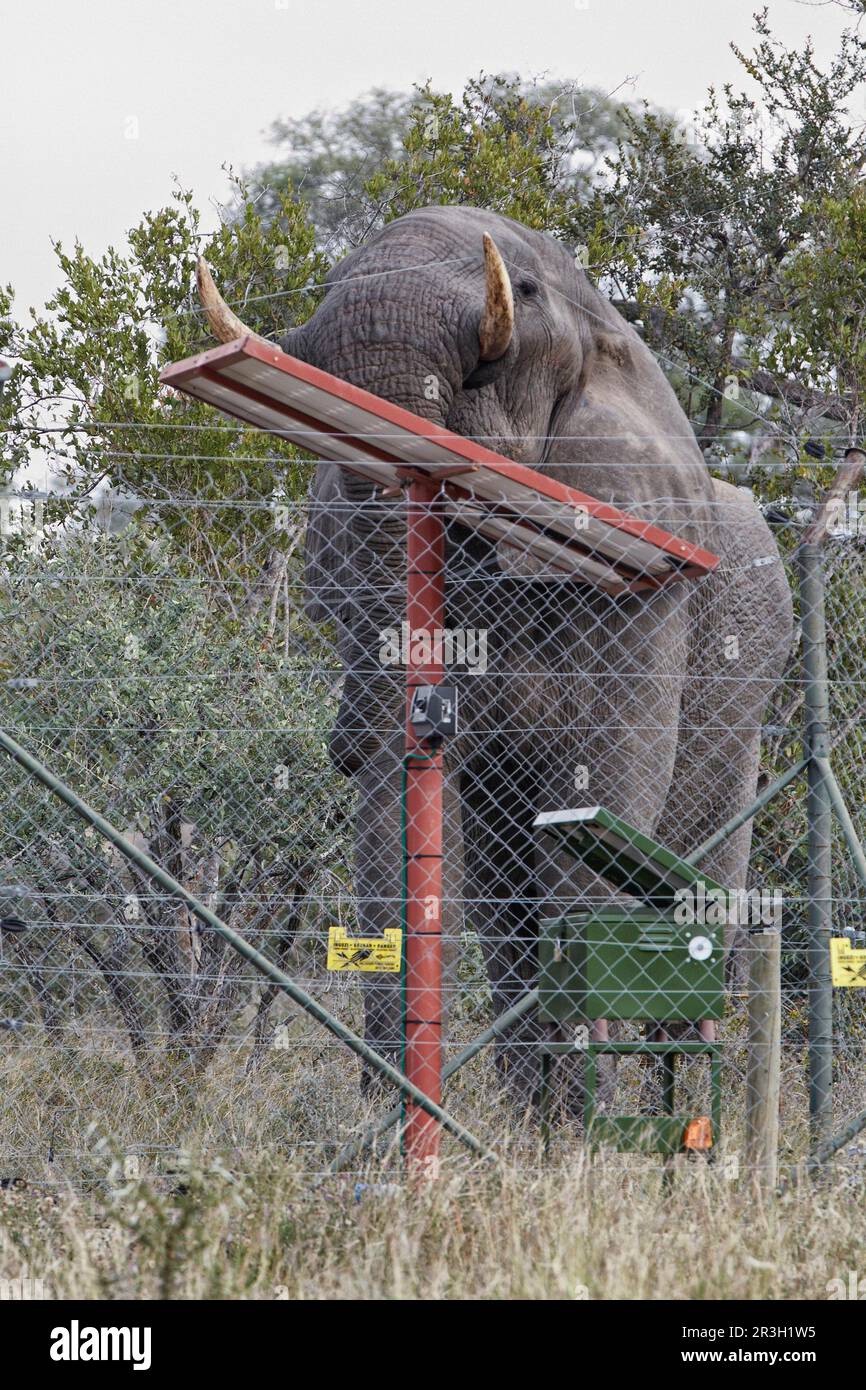 African elephant (Loxodonta africana) Elephant, elephants, mammals ...