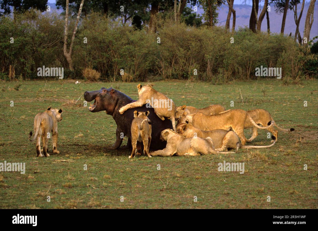 African Lion Niche Lioness lion, lions (Panthera leo), big cats ...