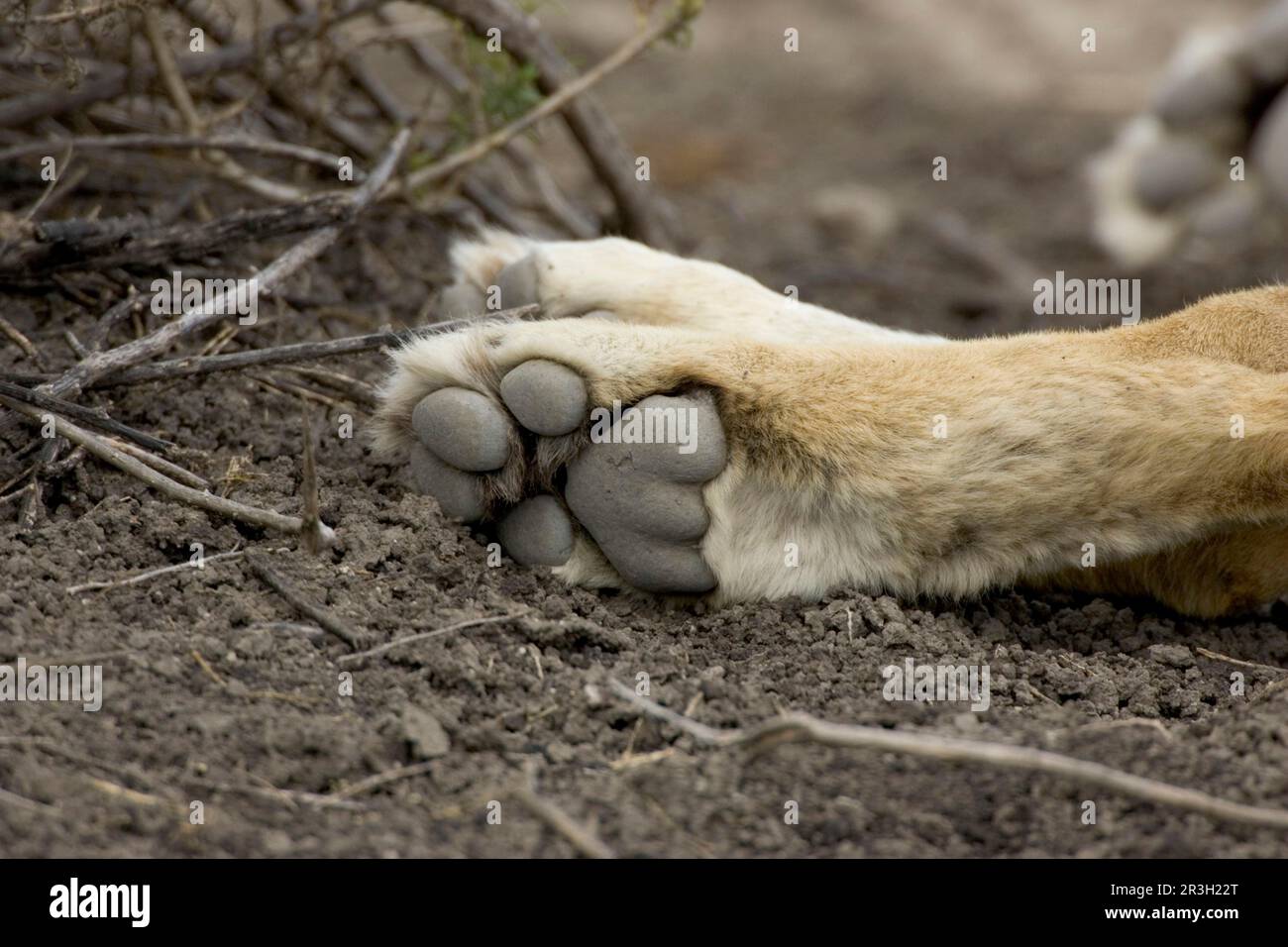 Lion (PANTHERA LEO), paw, foot, pad, Africa, Tanzania, Pfote, Tatze ...