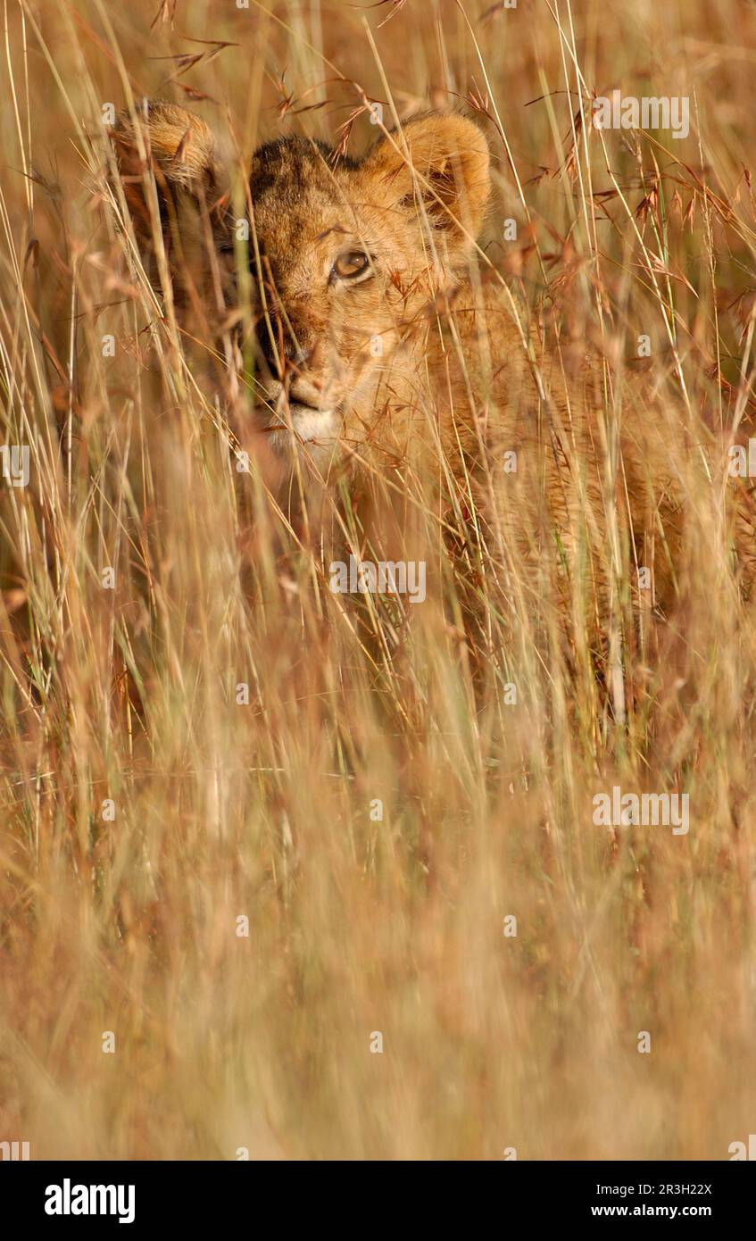 African Lion Cub Lion lion, lions (Panthera leo), big cats, predators ...