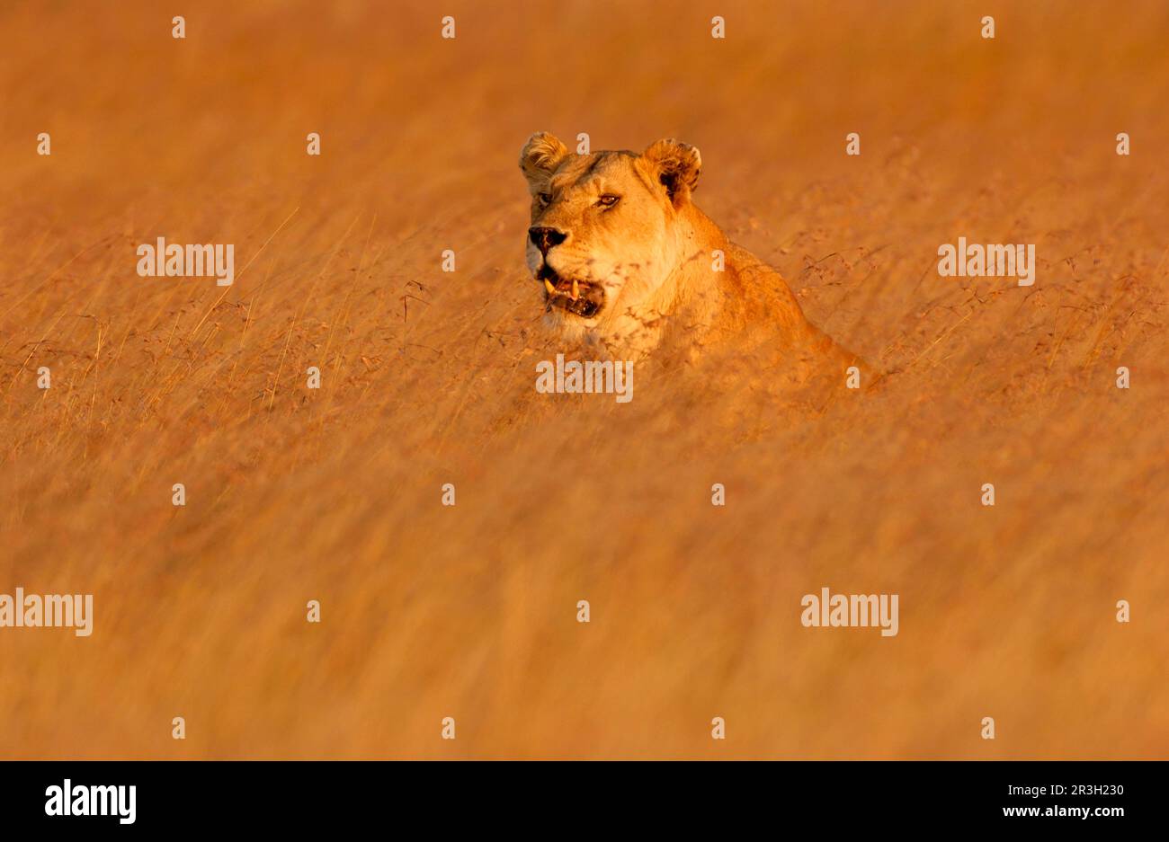 African Lioness Lioness lion, lions (Panthera leo), big cats, predators ...