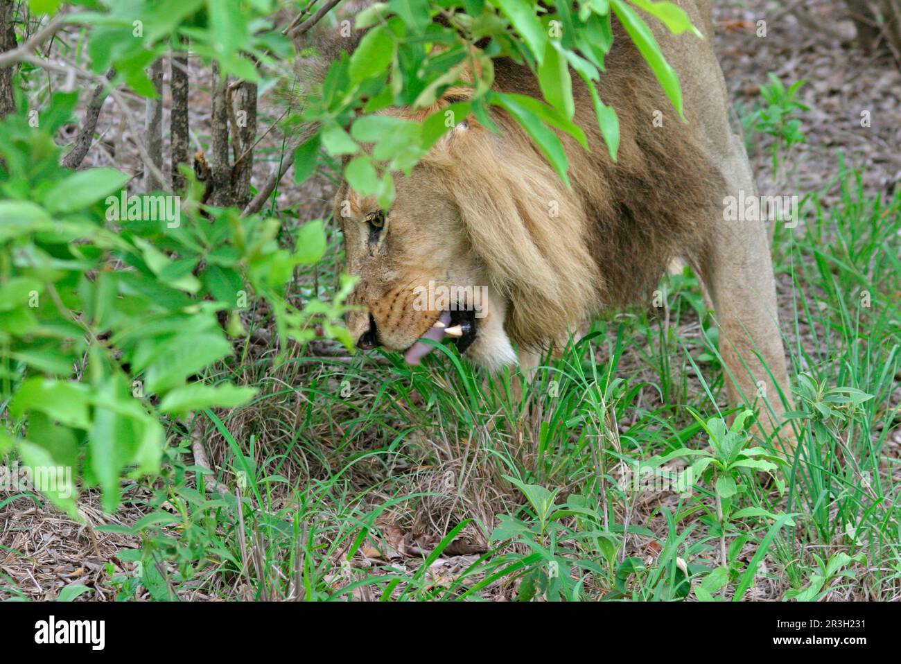 African lion cub Lion lion, lions (Panthera leo), big cats, predators ...