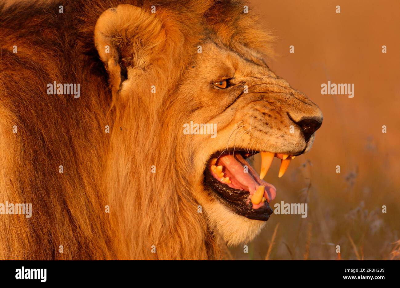 African Lion Fish Lion male lion, lions (Panthera leo), predatory cats ...