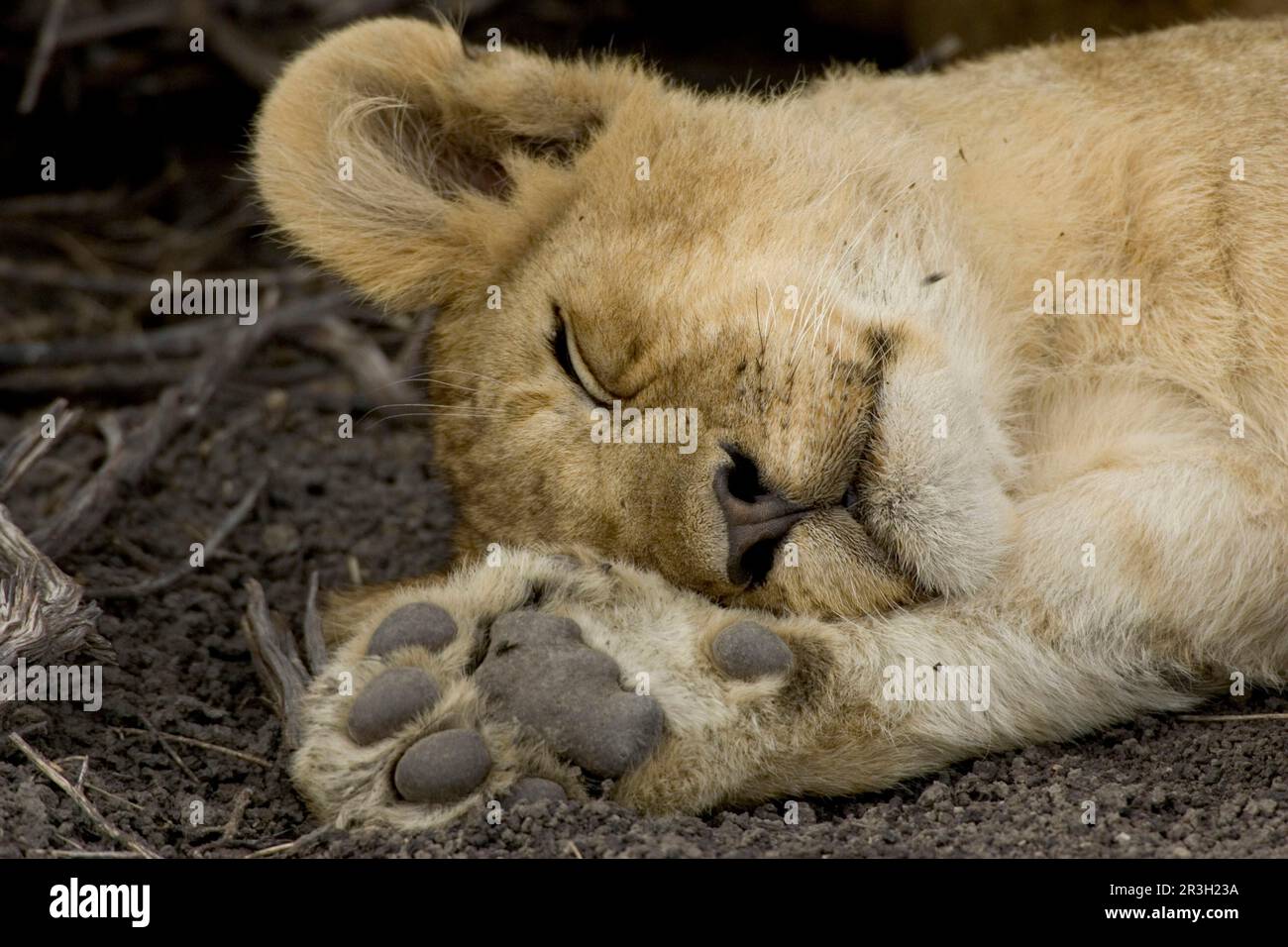 Lion (PANTHERA LEO), paw, foot, pad, sleep, ear, mouth, Africa ...