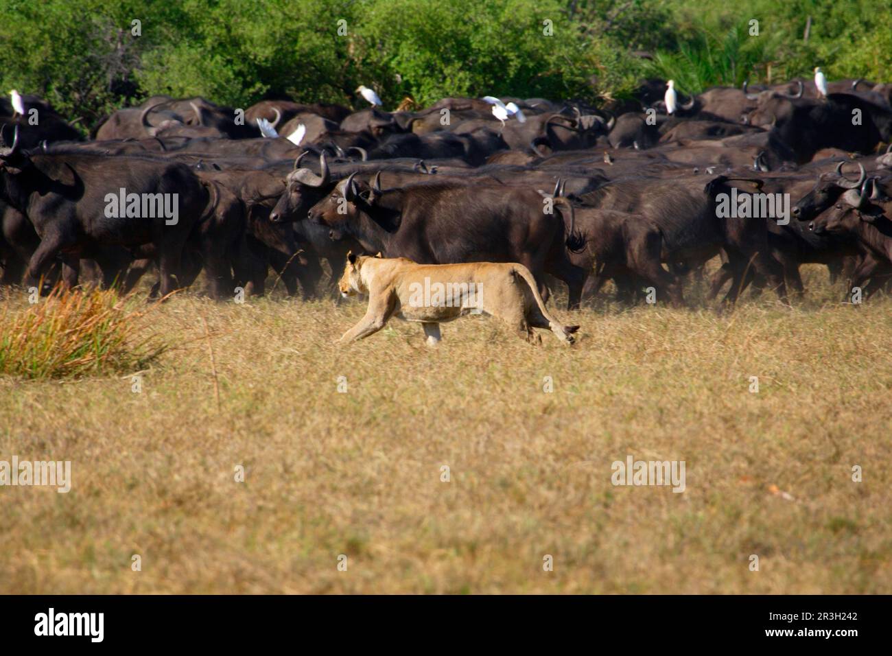 African Lion Fish Lion hunting African Buffalo (Synceros caffer ...