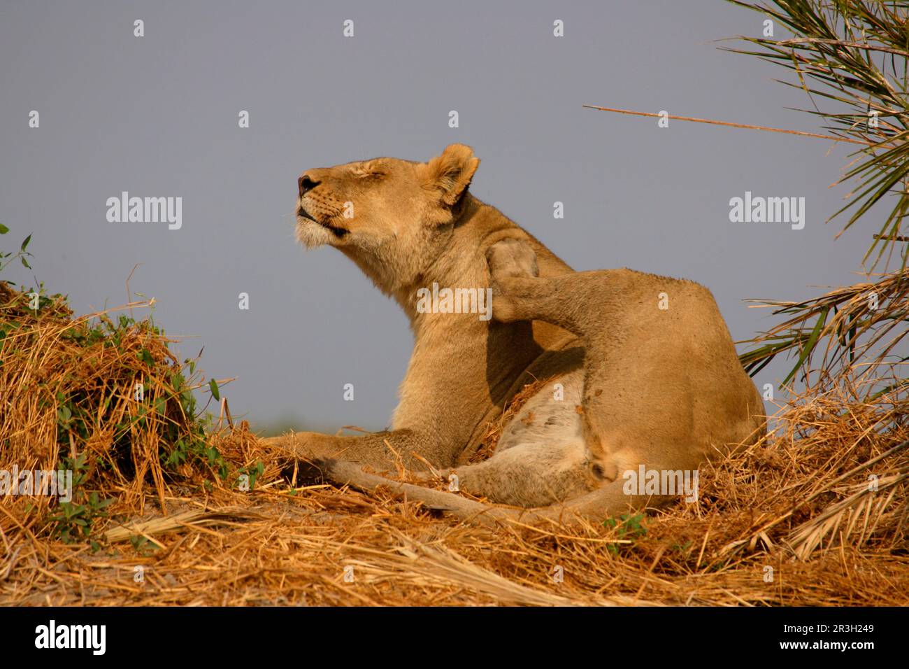 African Lion Niche Lioness Lion, Lions (Panthera leo), Predators ...