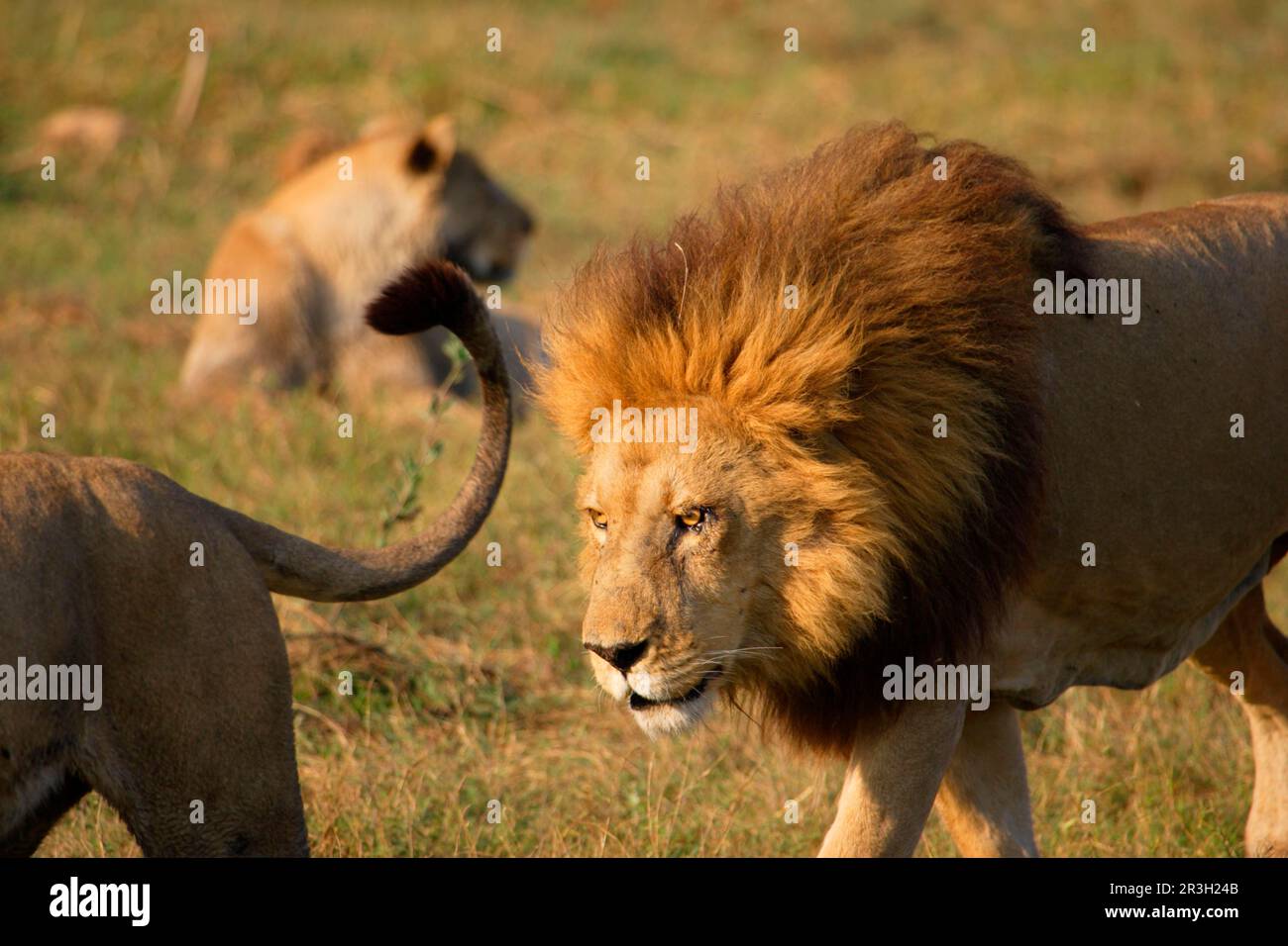 African lion (Panthera leo) fish Lion male checking female for oestrus ...