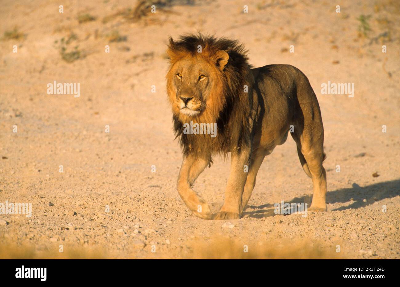 African Lion Niche Lion lion, lions (Panthera leo), big cats, predators, mammals, animals, Lion ...