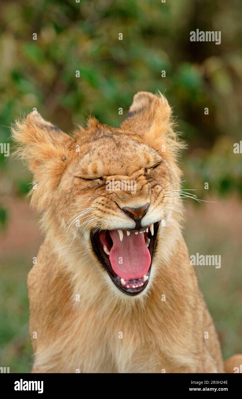 African lion urchin Lion close-up of cub yawning, lions (Panthera leo ...