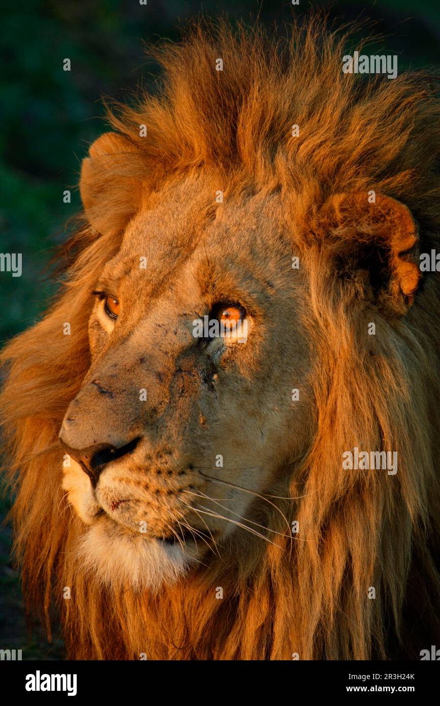 African Lion Niche Lion male, close-up of head, Okavango, Botswana ...