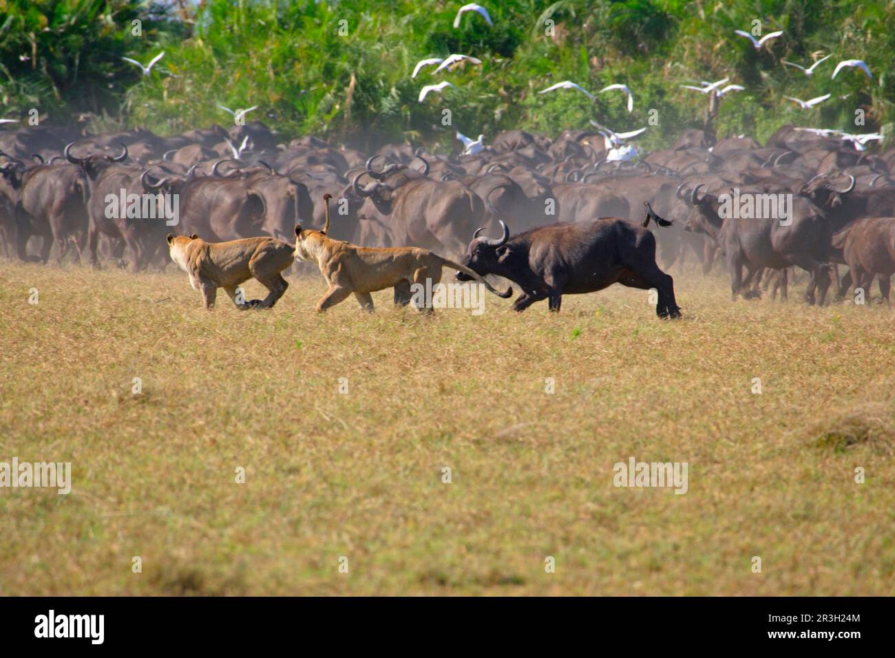 Lion (Panthera leo) Hunting females chased from the herd by African ...