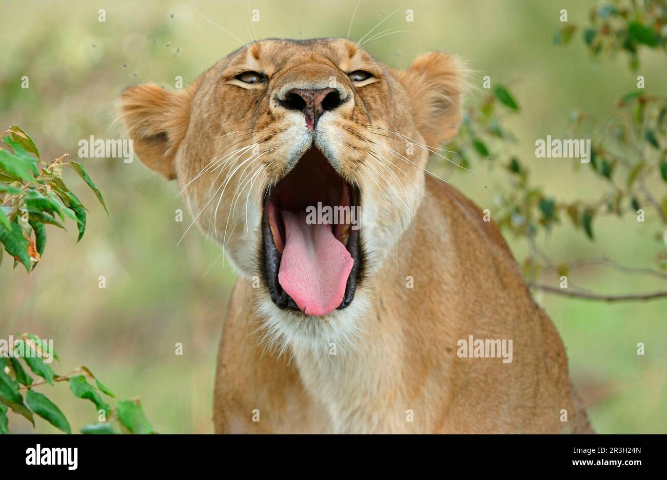 African lion nest Lion nest, lions (Panthera leo), predators, mammals ...