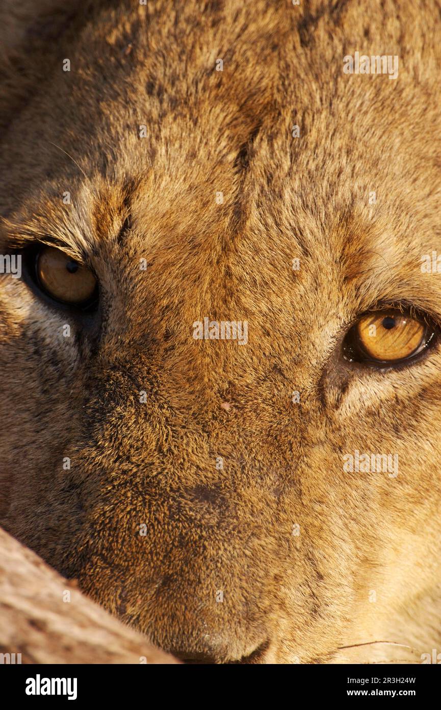 Lion fish close up hi-res stock photography and images - Alamy
