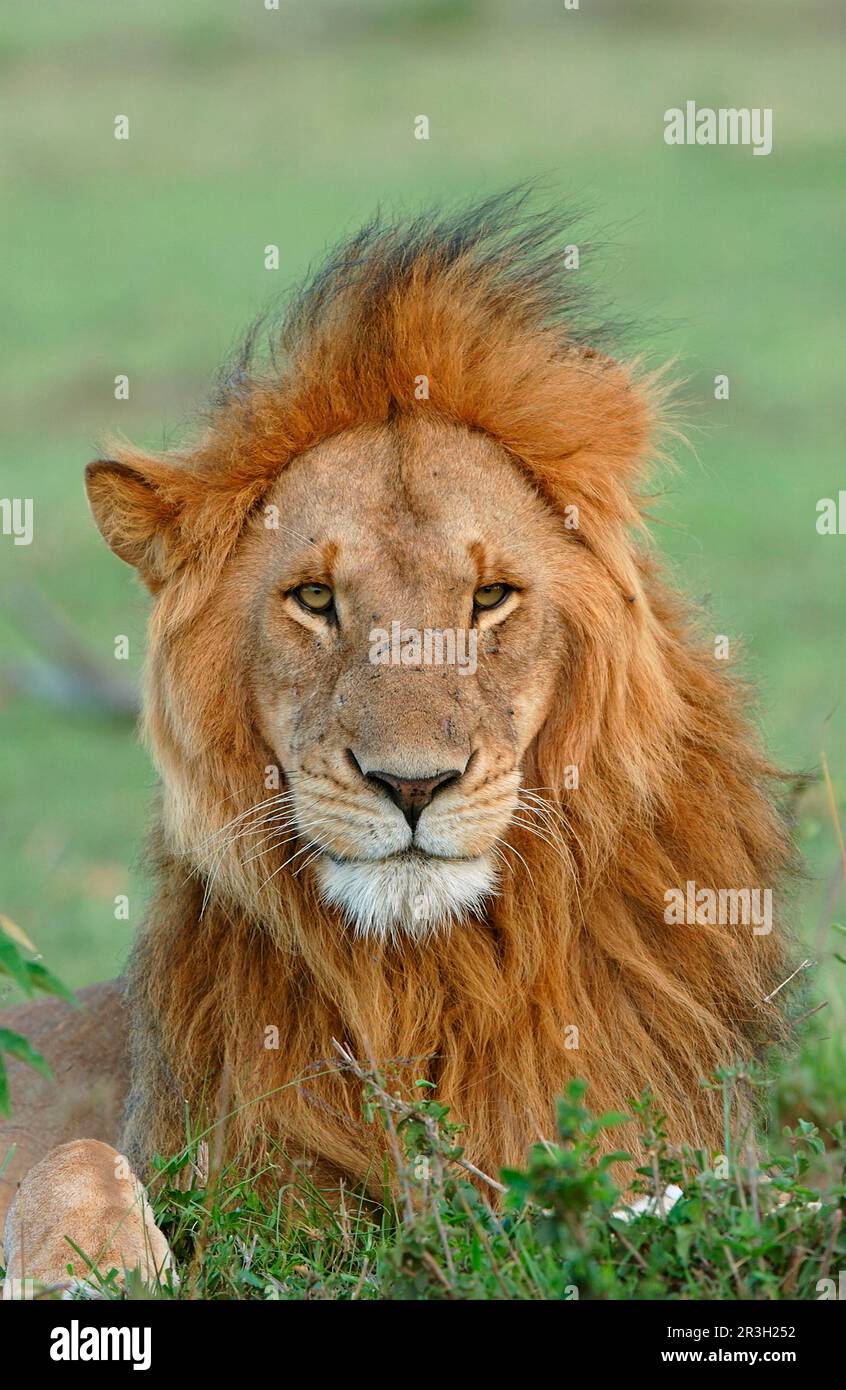 African Lion Niche Lion Niche lions (Panthera leo), lions, big cats ...