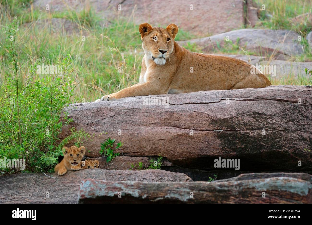 African lion fish Lioness lion, lions (Panthera leo), big cats ...
