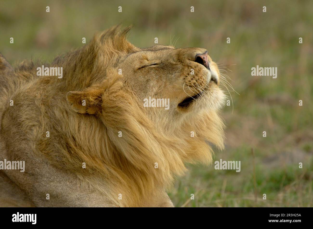 African Lion Niche Lion niche lions (Panthera leo), lions, big cats ...