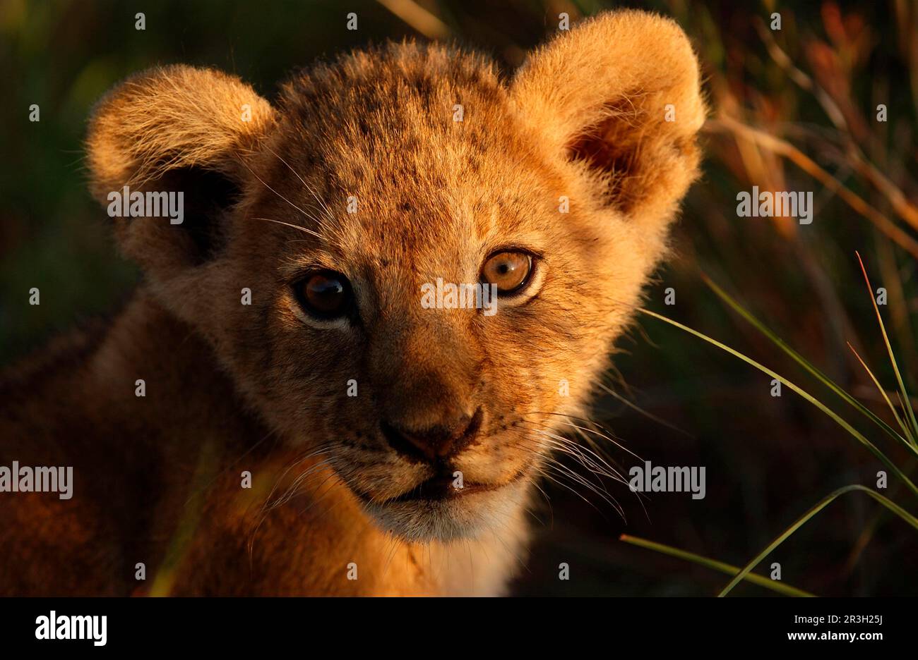 African lion cub Lion cub, lions (Panthera leo), predators, mammals ...