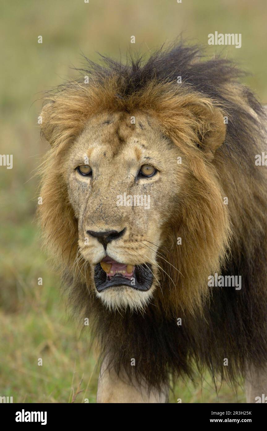 African lion fish Lion fish Lion, lions (Panthera leo), big cats ...