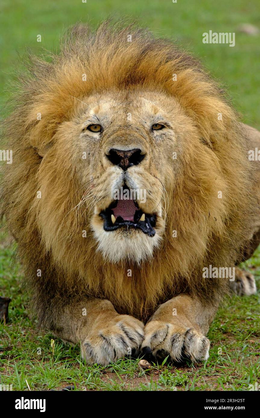 African Lion (Panthera leo) Niche Lion adult male, roaring, Masai Mara ...