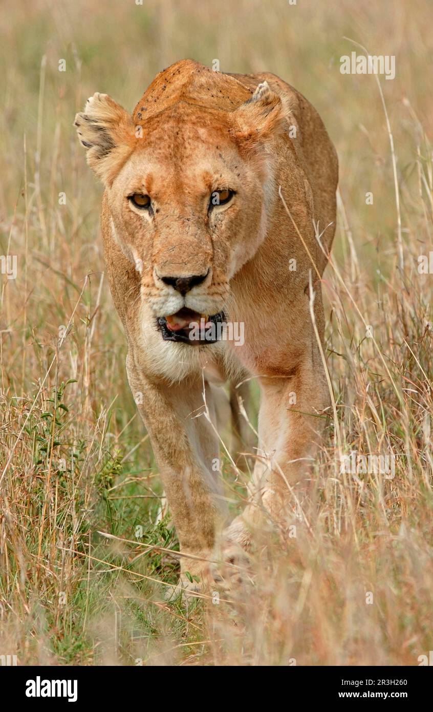 African lion fish Lion lion, lions (Panthera leo), big cats, predators ...
