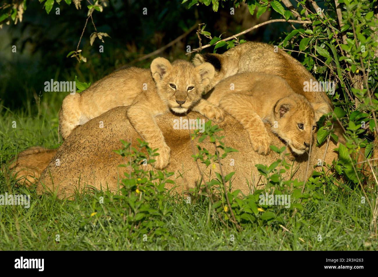 African lion (Panthera leo) cub Lion cubs laying on top of adult female ...