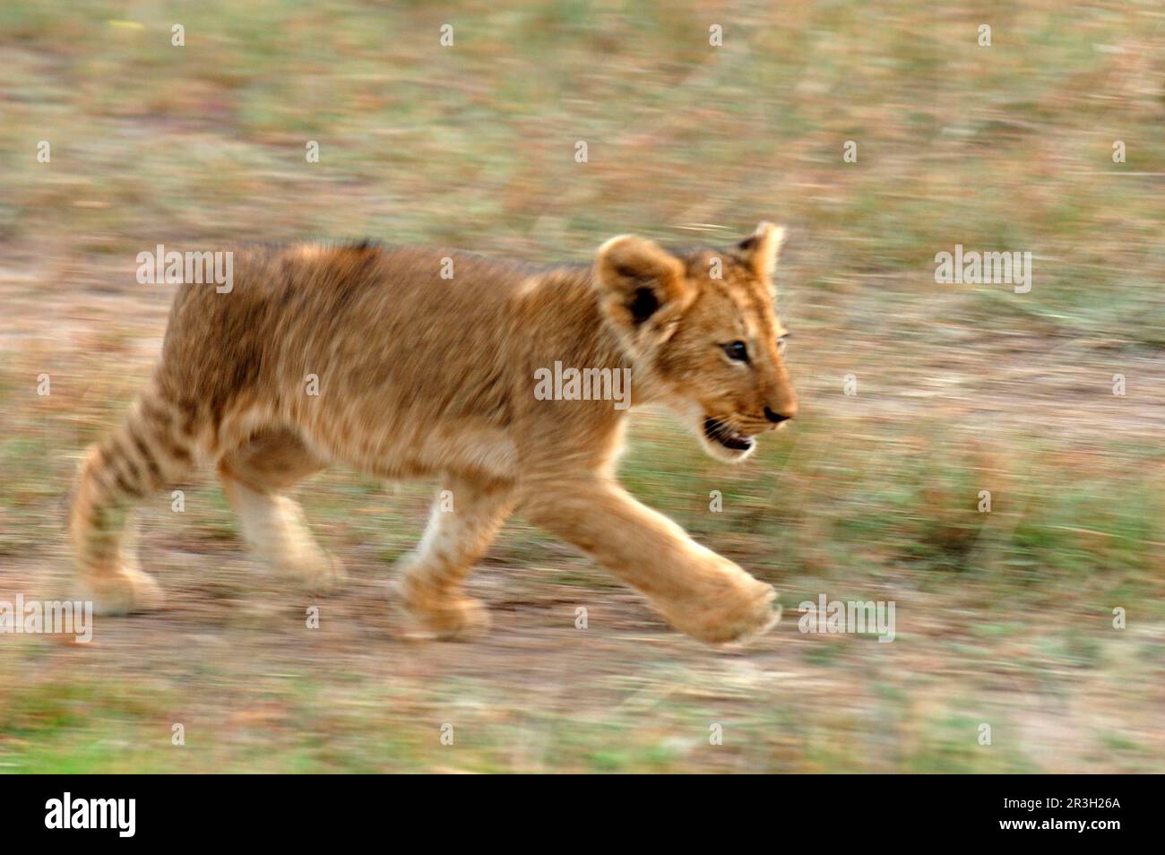 African lion cub lion cub running, blurred movement, Masaii Mara, Kenya ...