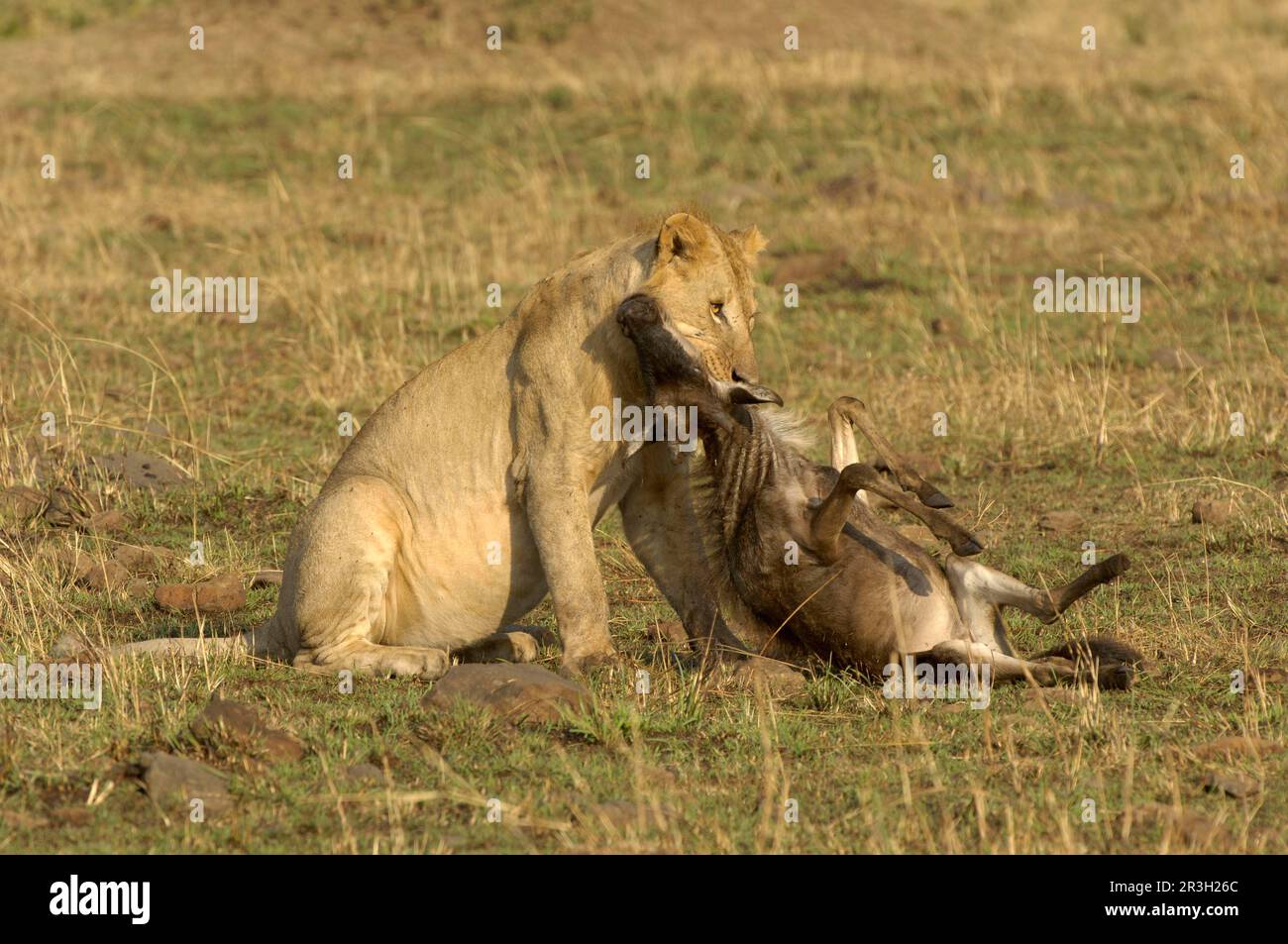 African lion nest Lion nest, lions (Panthera leo), big cats, predators ...