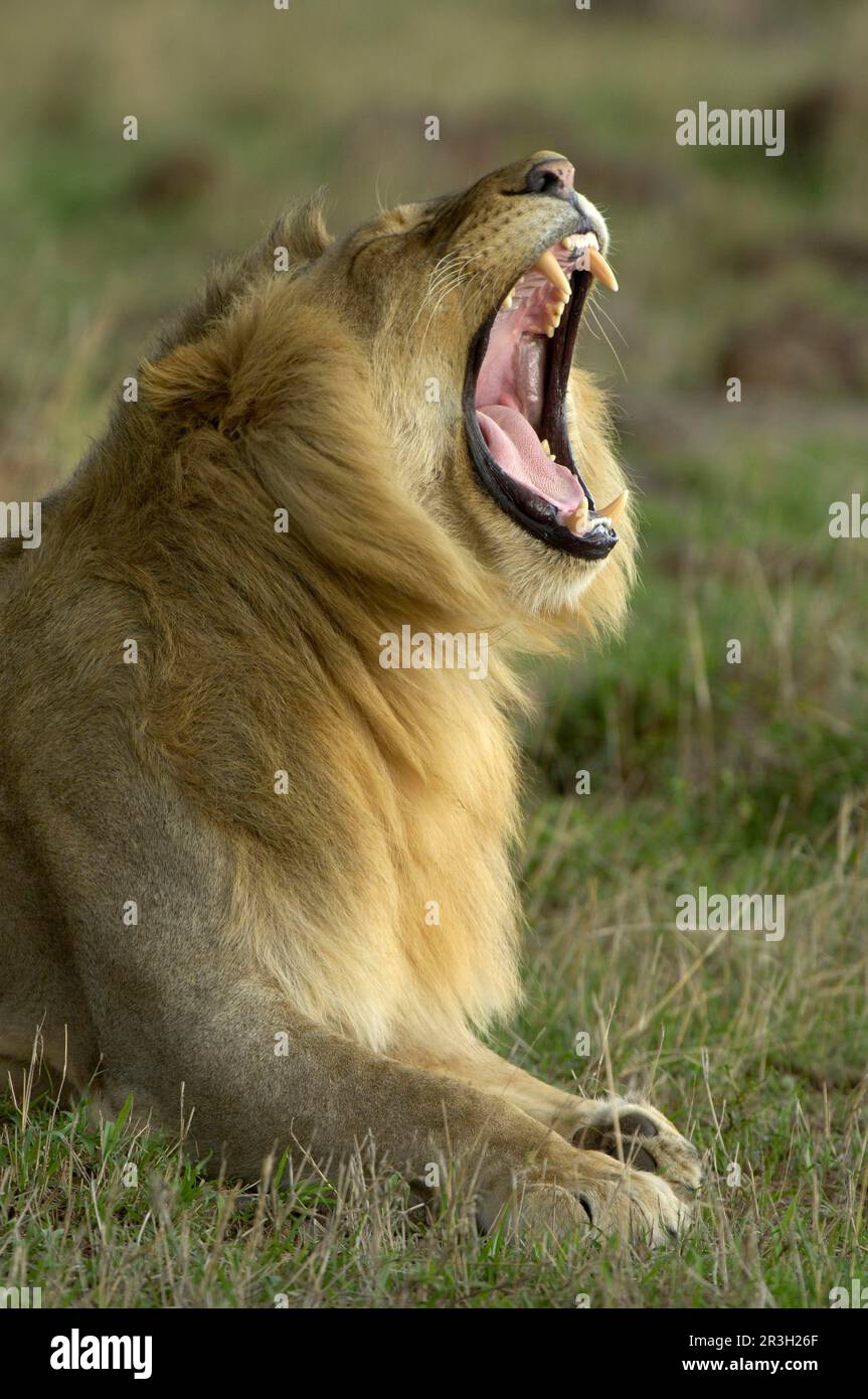 African lion nest Lion adult male yawning, lions (Panthera leo), big ...