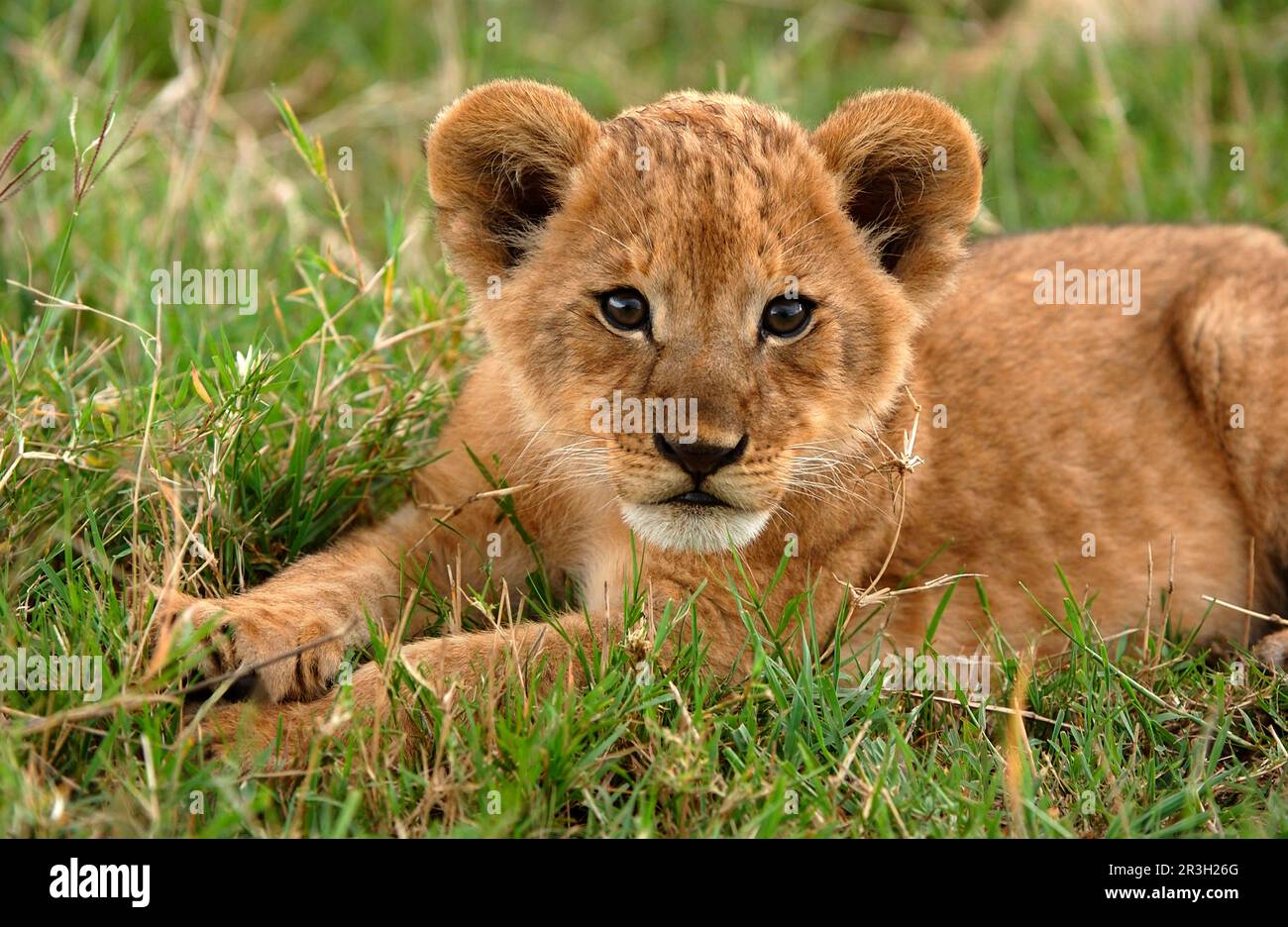 African lion cub Lion close-up of cub, lions (Panthera leo), big cats ...