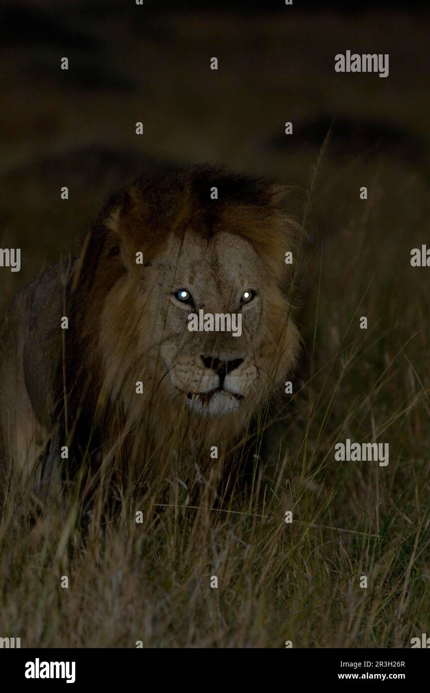 African Lion Niche Lion Niche lions (Panthera leo), lions, big cats ...