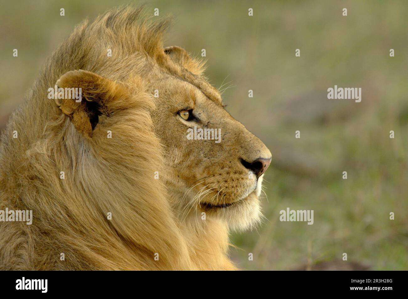 African lion (Panthera leo) fish Lion adult male, close-up of head ...