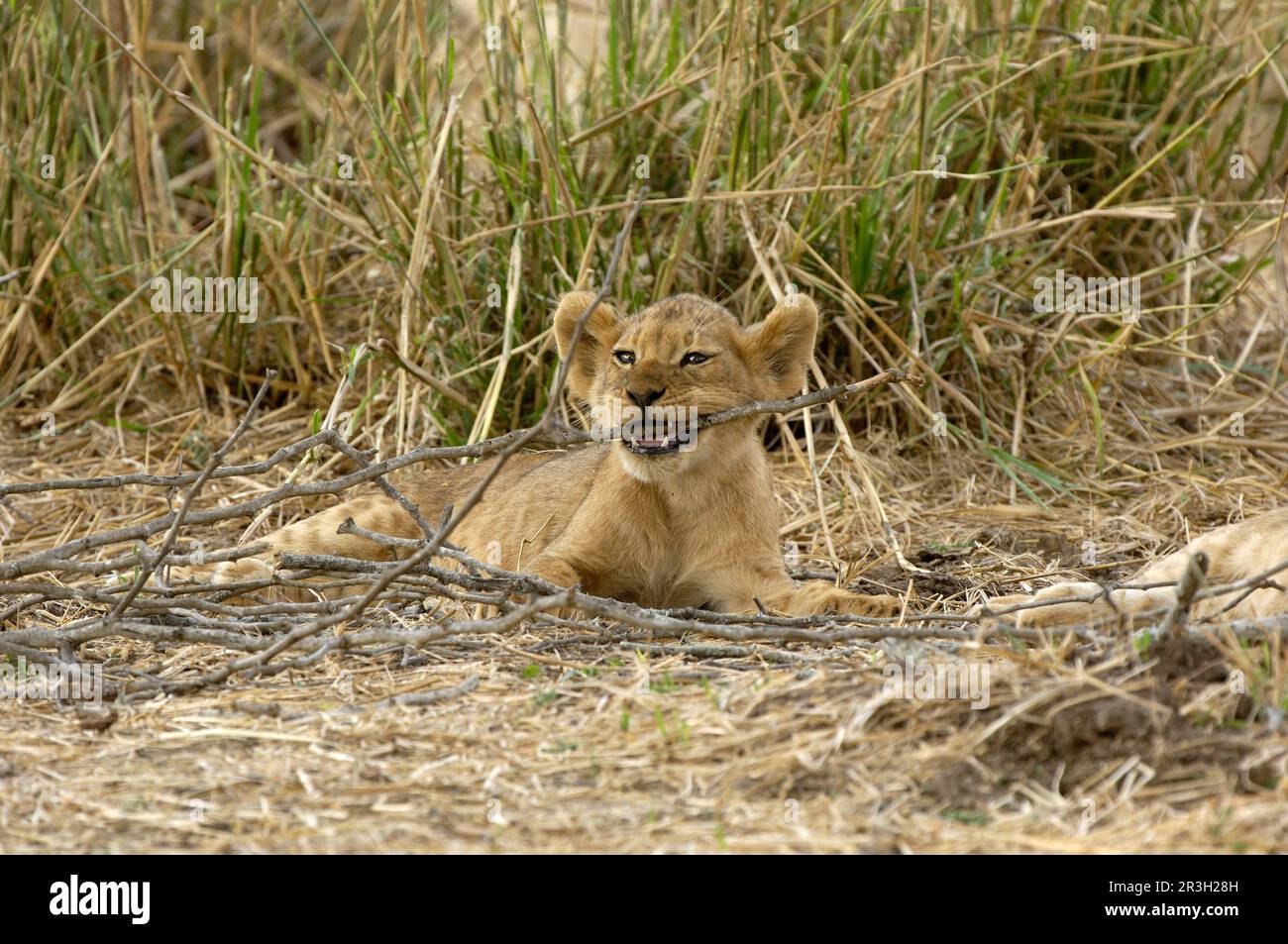 African lion cub Lion cub, lions (Panthera leo), predatory cats ...