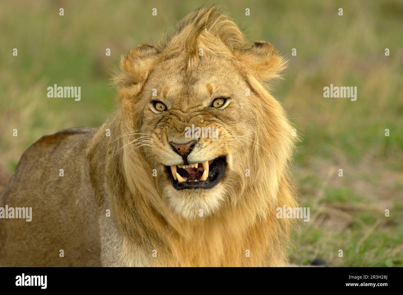 African lion (Panthera leo) fish Lion adult male, close-up of head ...