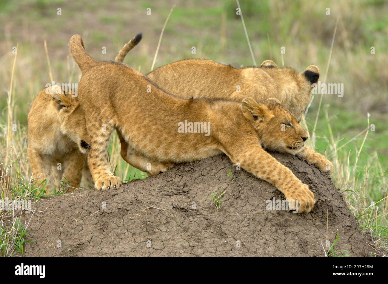 African lion cubs Lion cubs, lions (Panthera leo), big cats, predators, mammals, animals, Lion ...