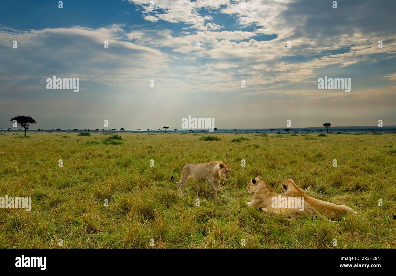 African savanna lion hi-res stock photography and images - Alamy
