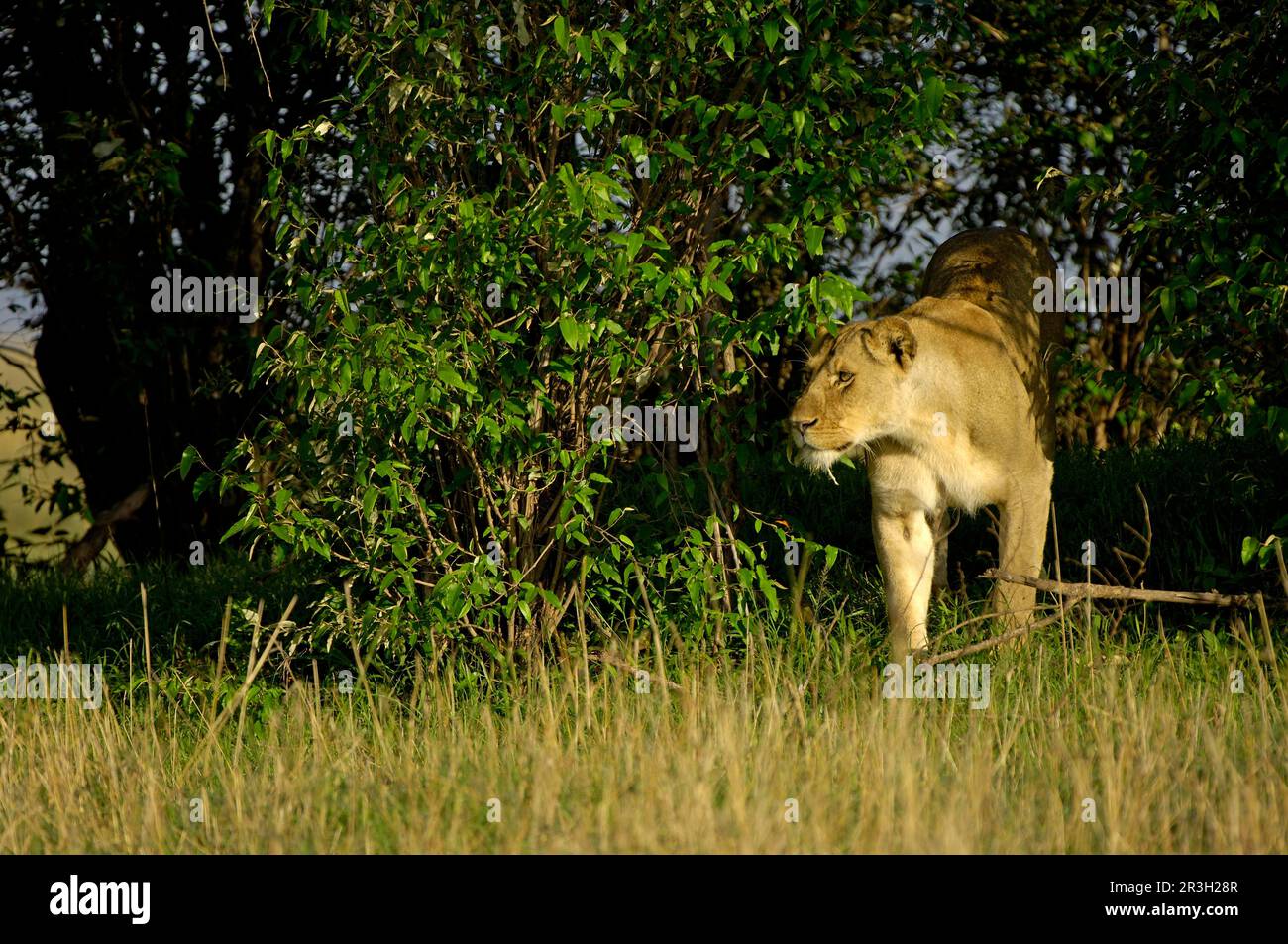 African Lion Niche Lion Niche lions (Panthera leo), lions, big cats ...