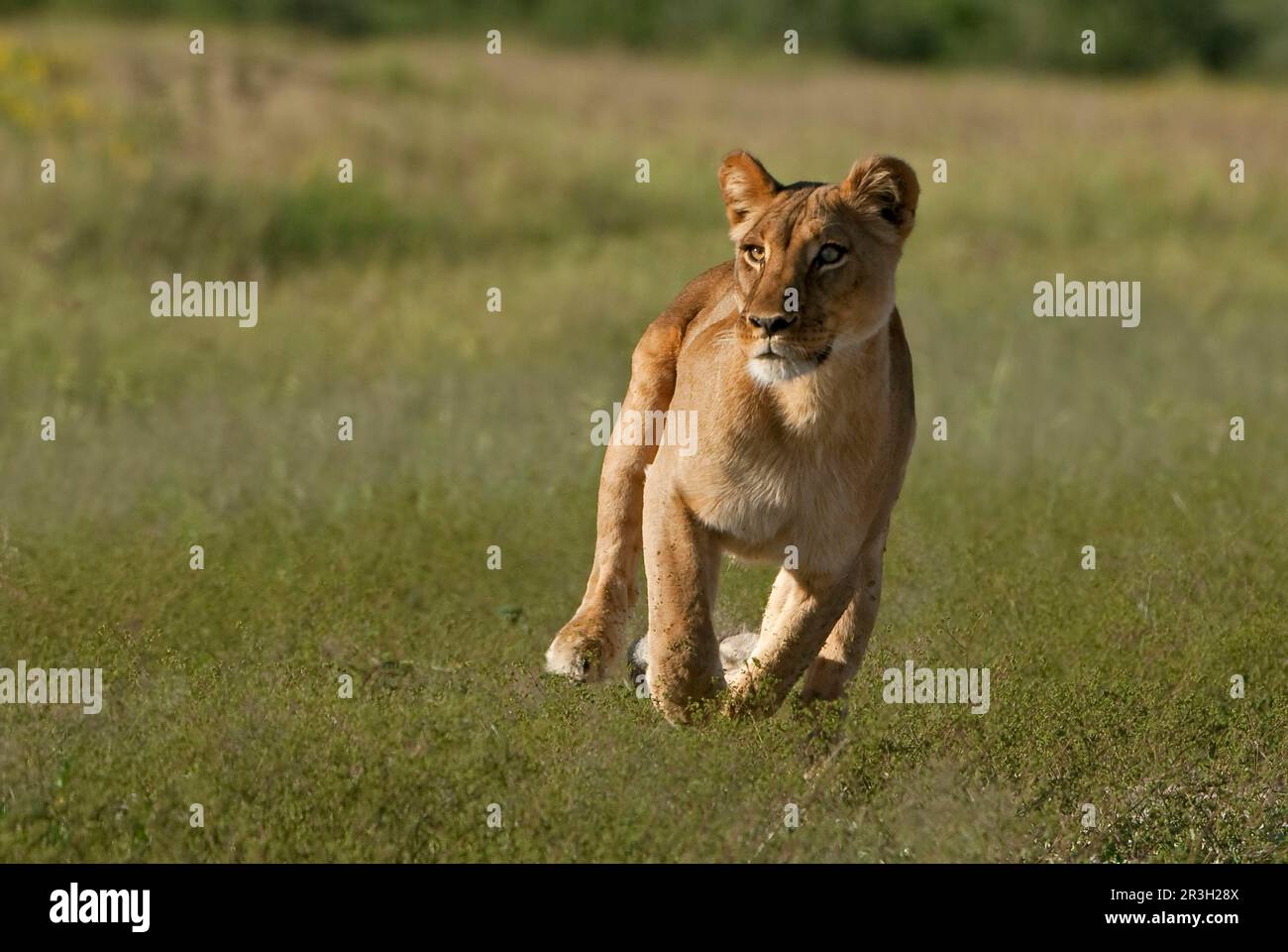 African Lion Niche Lion, lions (Panthera leo), predators, mammals, animals, Lion adult female ...