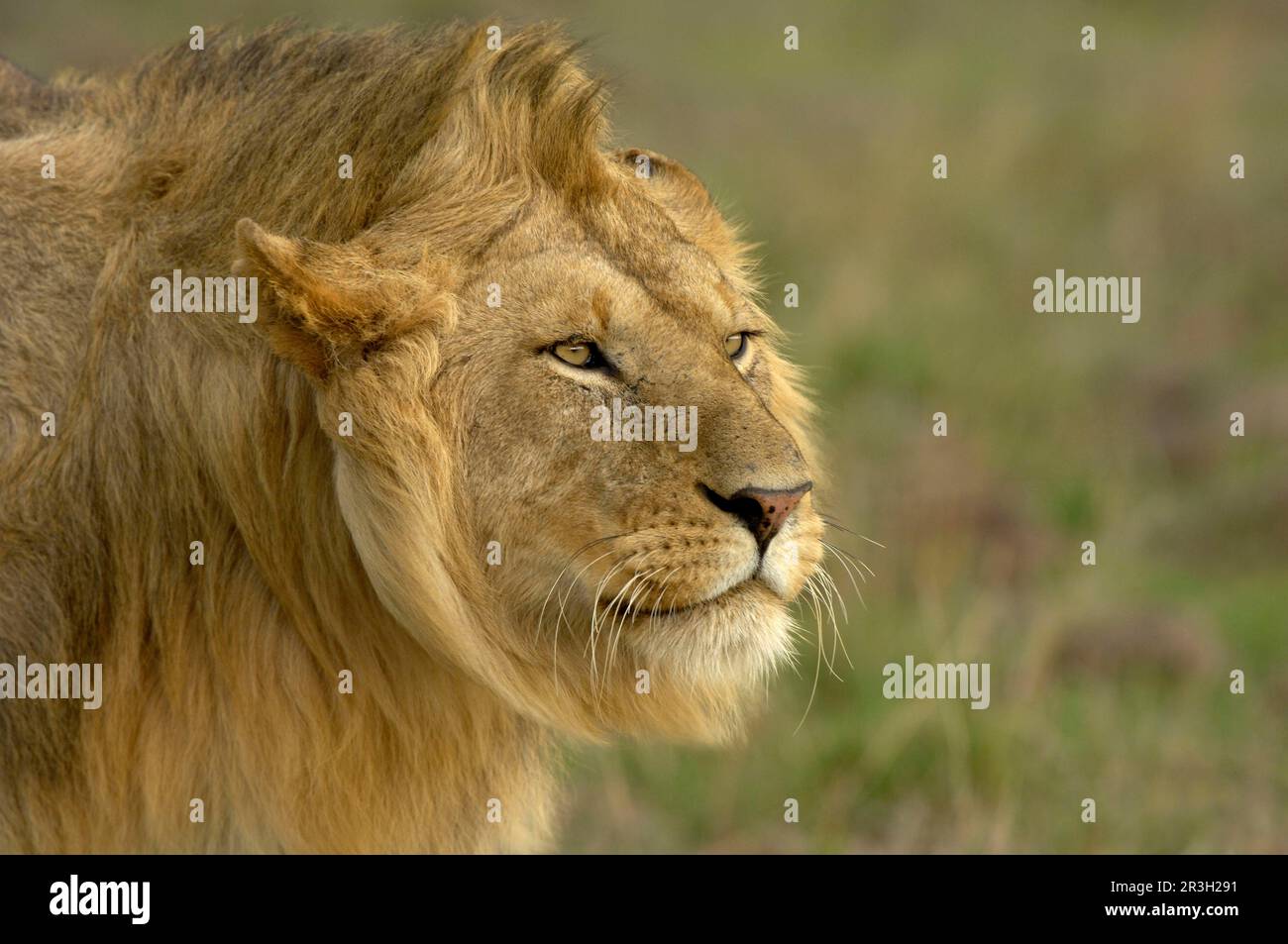 African lion fish Lion lion, lions (Panthera leo), big cats, predators ...