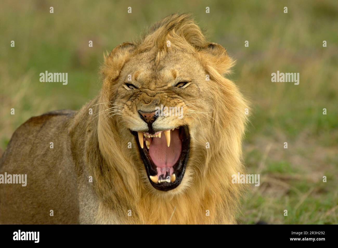 African lion (Panthera leo) fish Lion adult male, close-up of head ...