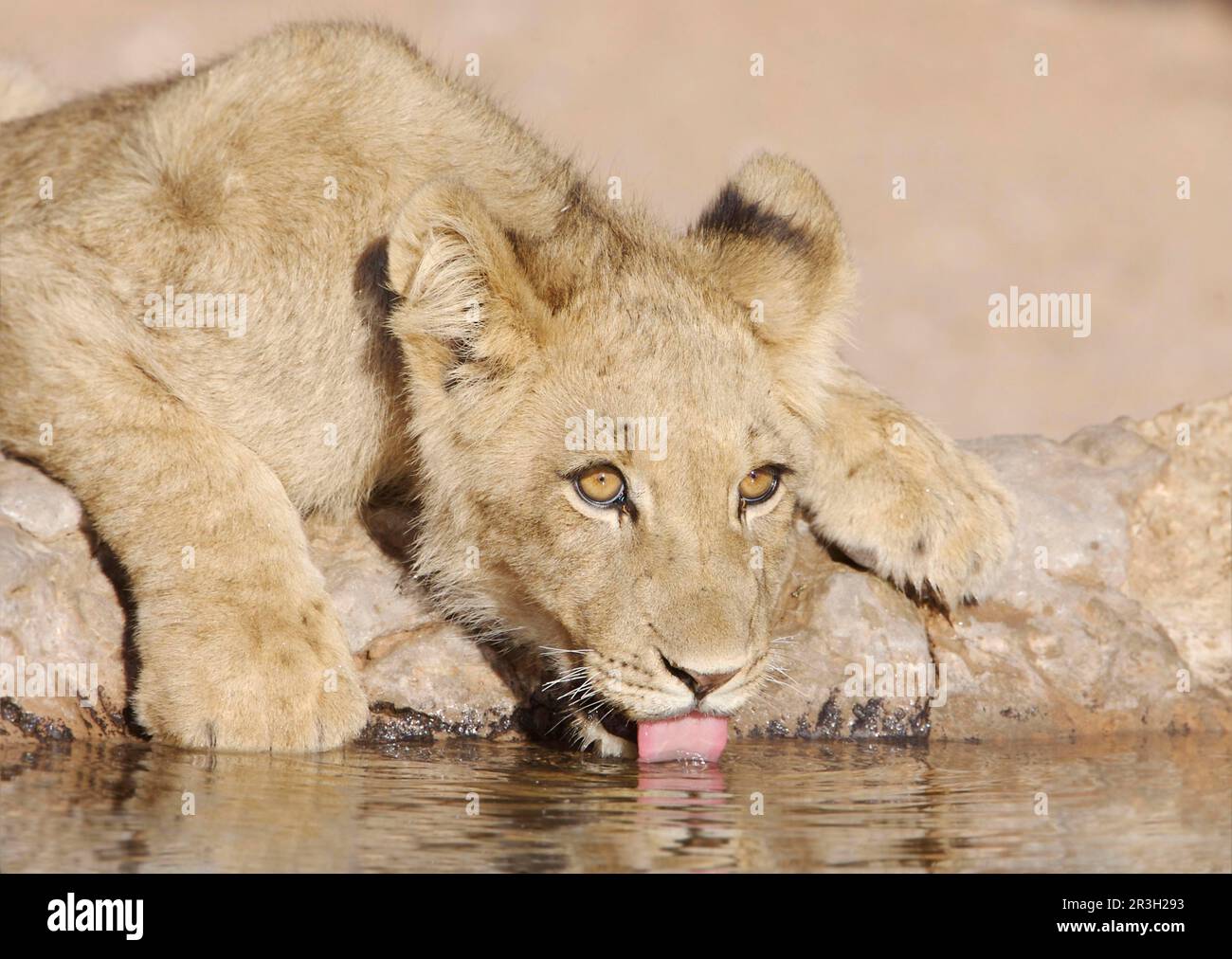 African Lion cub Lion lion, lions (Panthera leo), big cats, predators ...