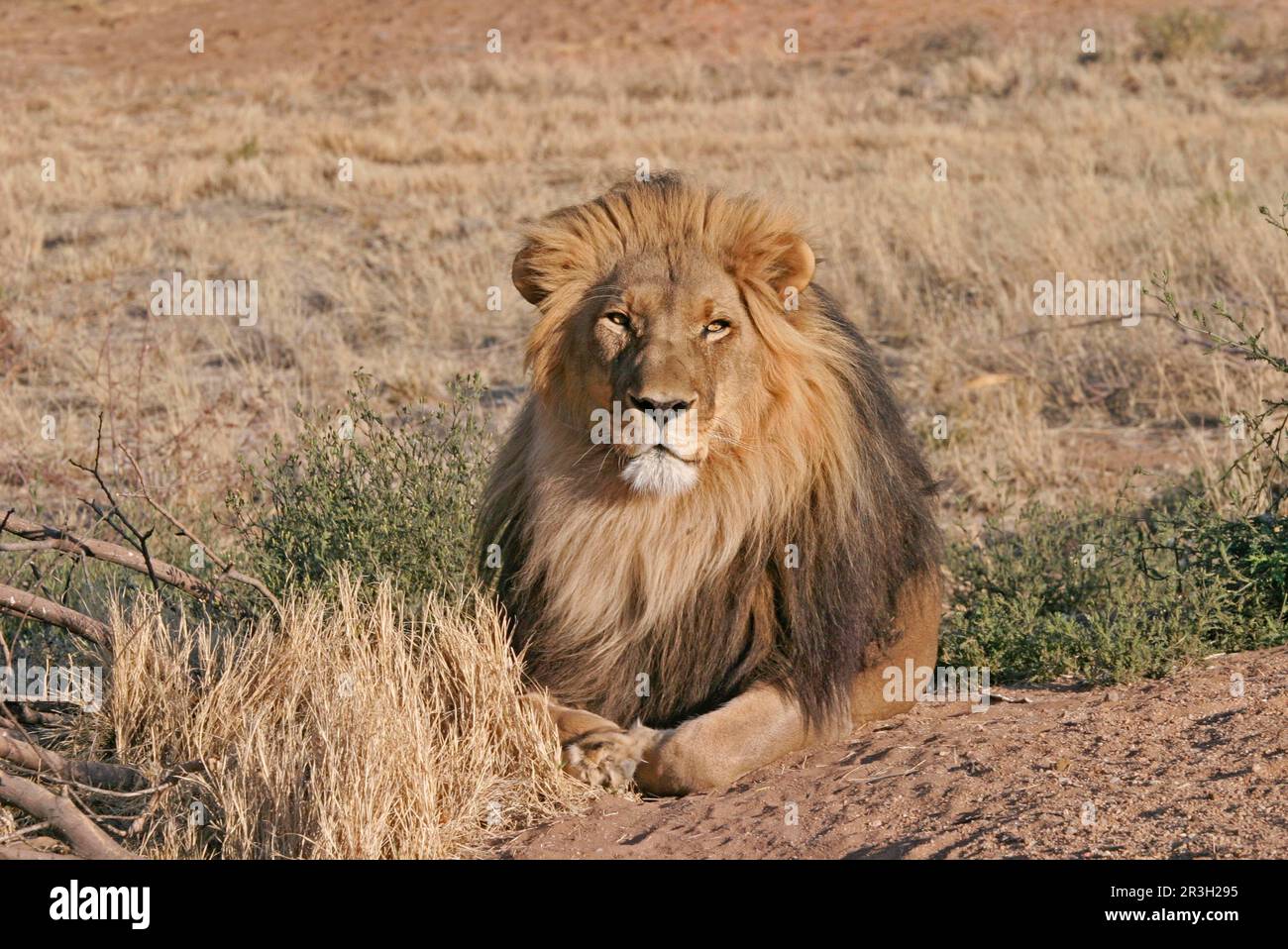 African lion-maned Lion (Panthera leo) black-maned adult male, resting ...