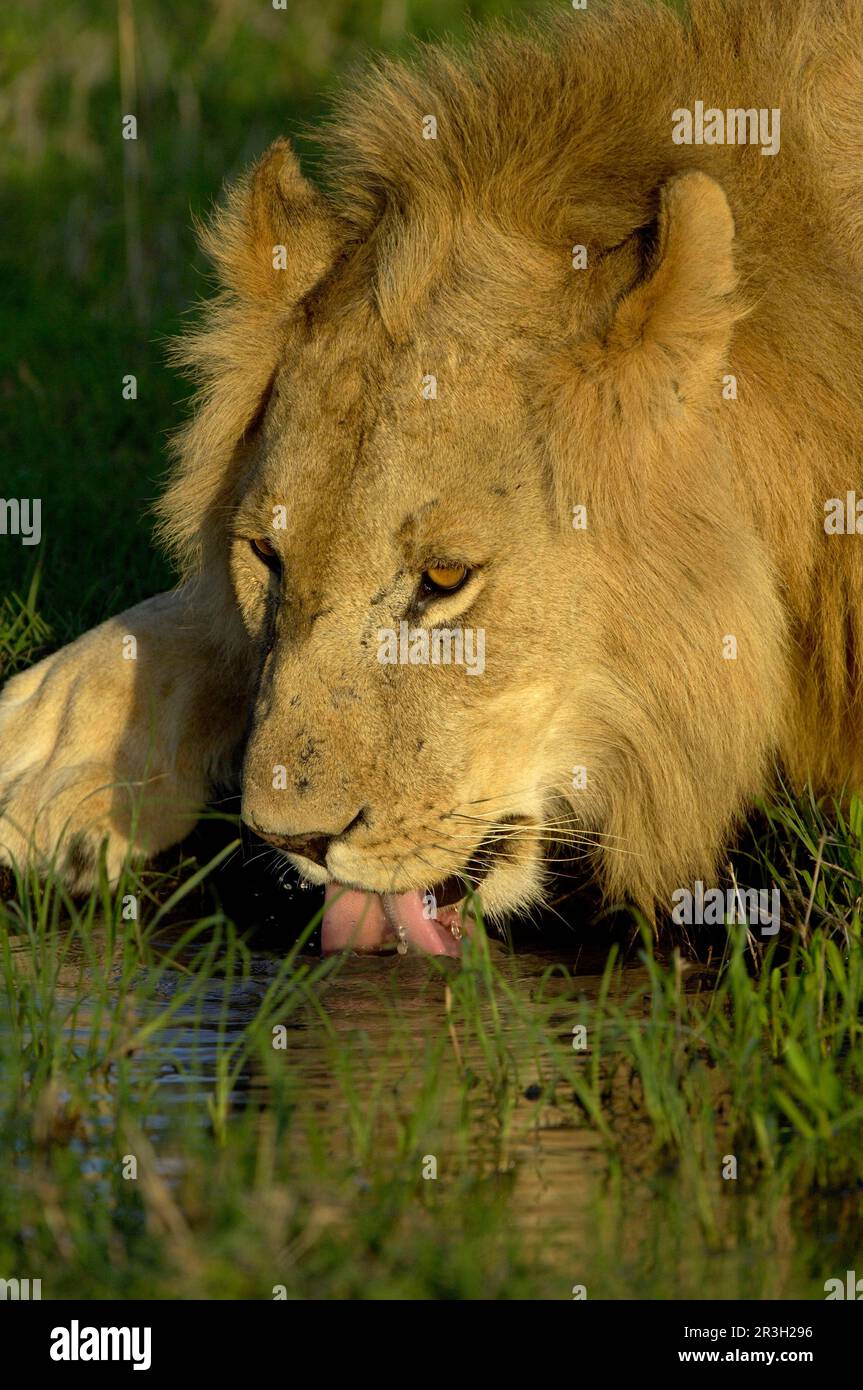 African lion fish Lion lion, lions (Panthera leo), big cats, predators ...