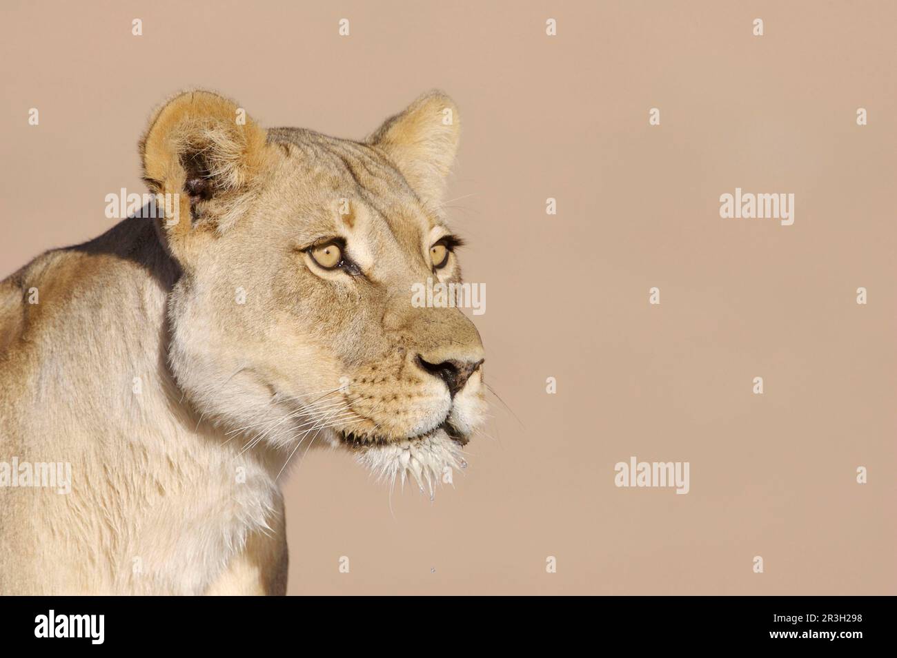 Niche Animals